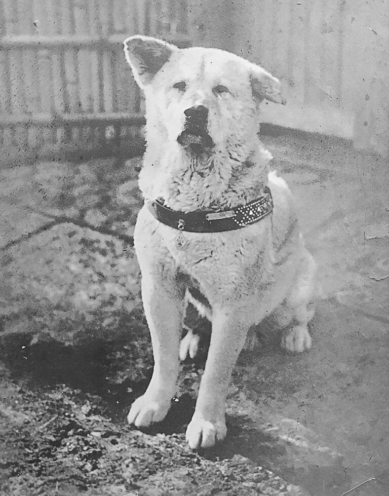 The story of Hachiko the dog: Japan’s most famous canine – Japan at Hand